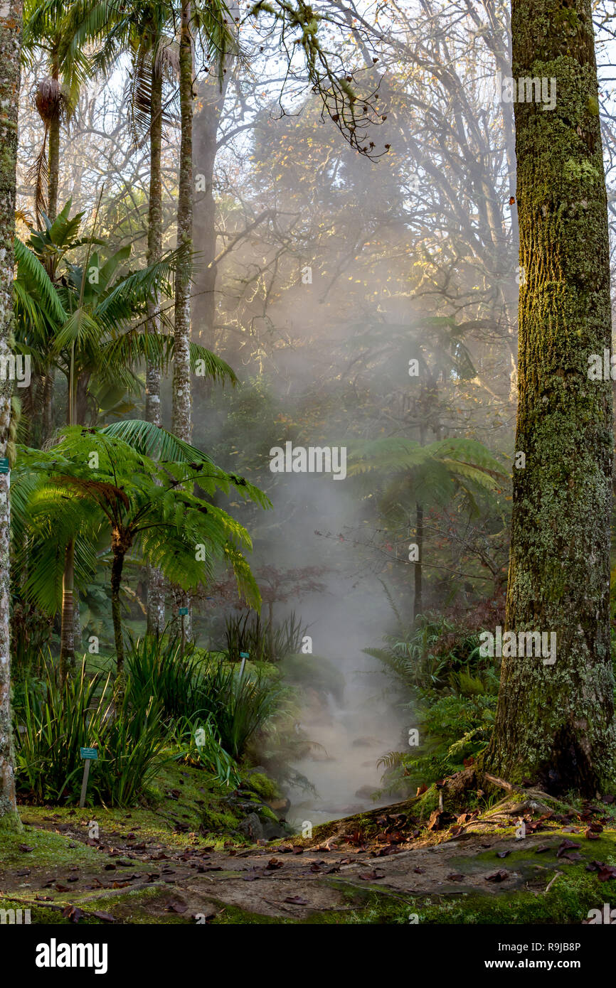 steam rising from thermal springs flowing through lush green forest ...