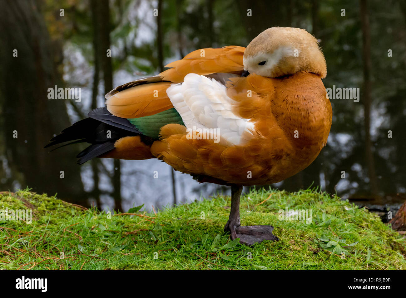 Orange leg bird hi-res stock photography and images - Alamy
