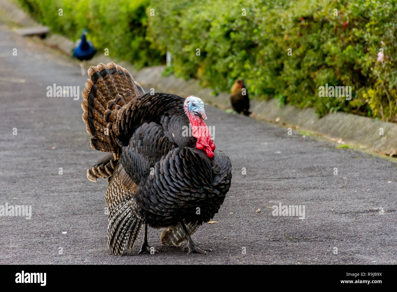 Male Black Spanish or Norfolk Black turkey, Meleagris gallopavo ...