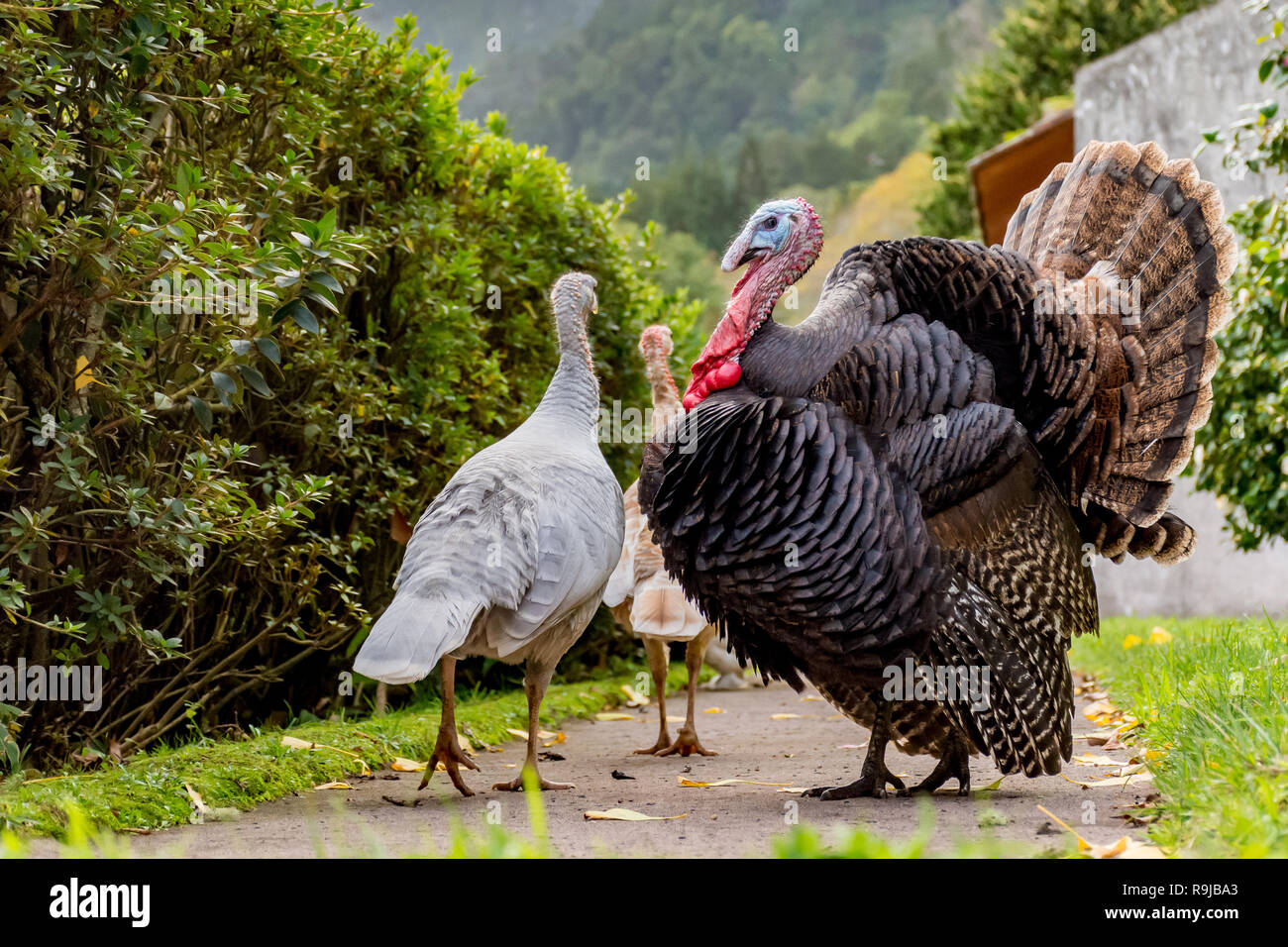 Male Black Spanish or Norfolk Black turkey, Meleagris gallopavo ...