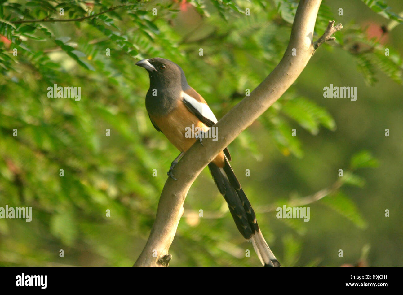 The rufous treepie a native bird of india Stock Photo - Alamy