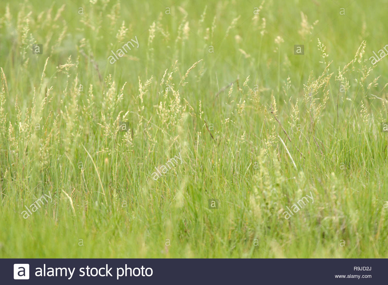 Prairie Grasses Stock Photos & Prairie Grasses Stock Images - Alamy