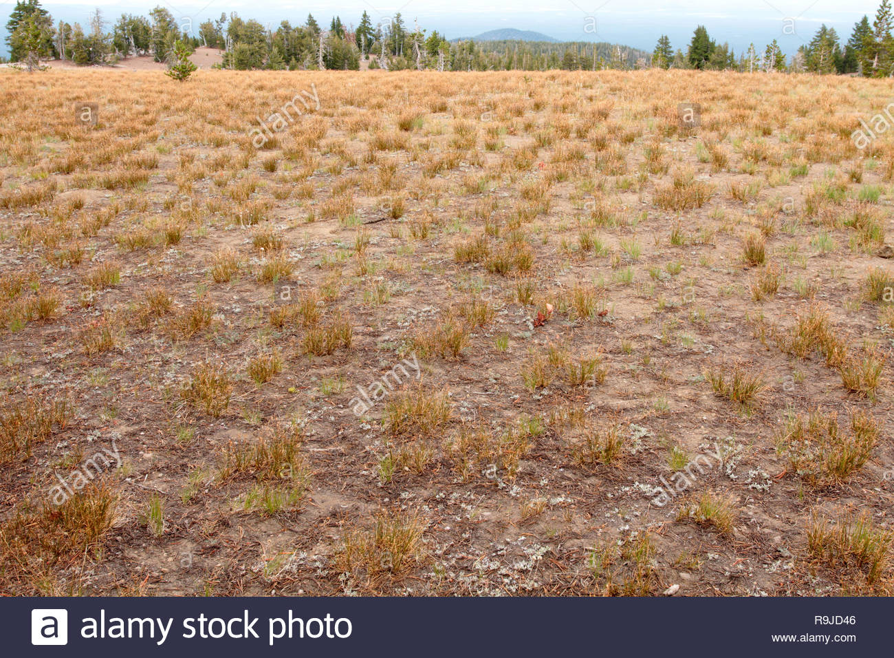 Bunchgrass High Resolution Stock Photography and Images - Alamy