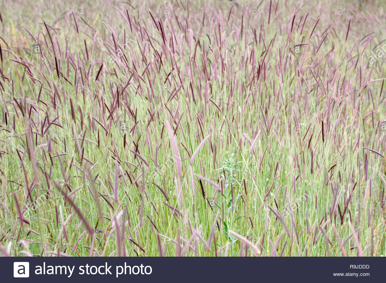 Bunchgrass High Resolution Stock Photography and Images - Alamy