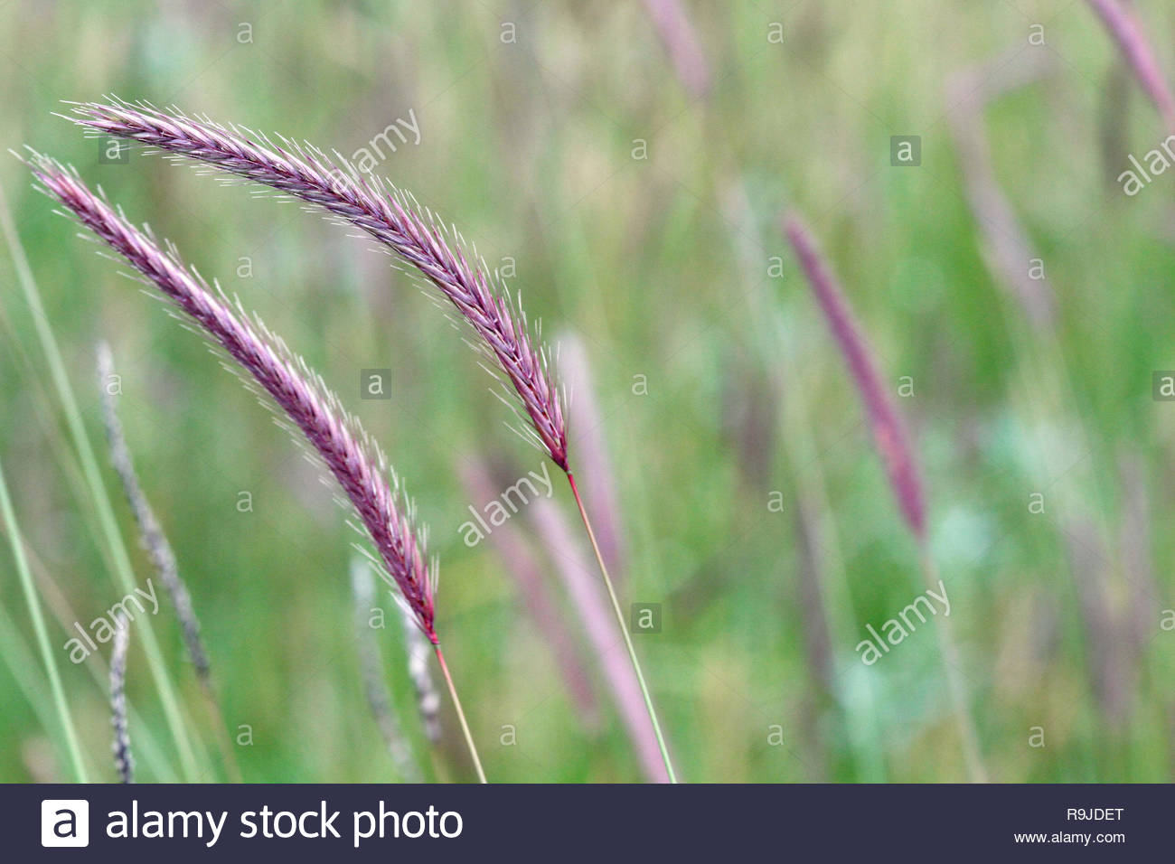 Bunchgrass High Resolution Stock Photography and Images - Alamy