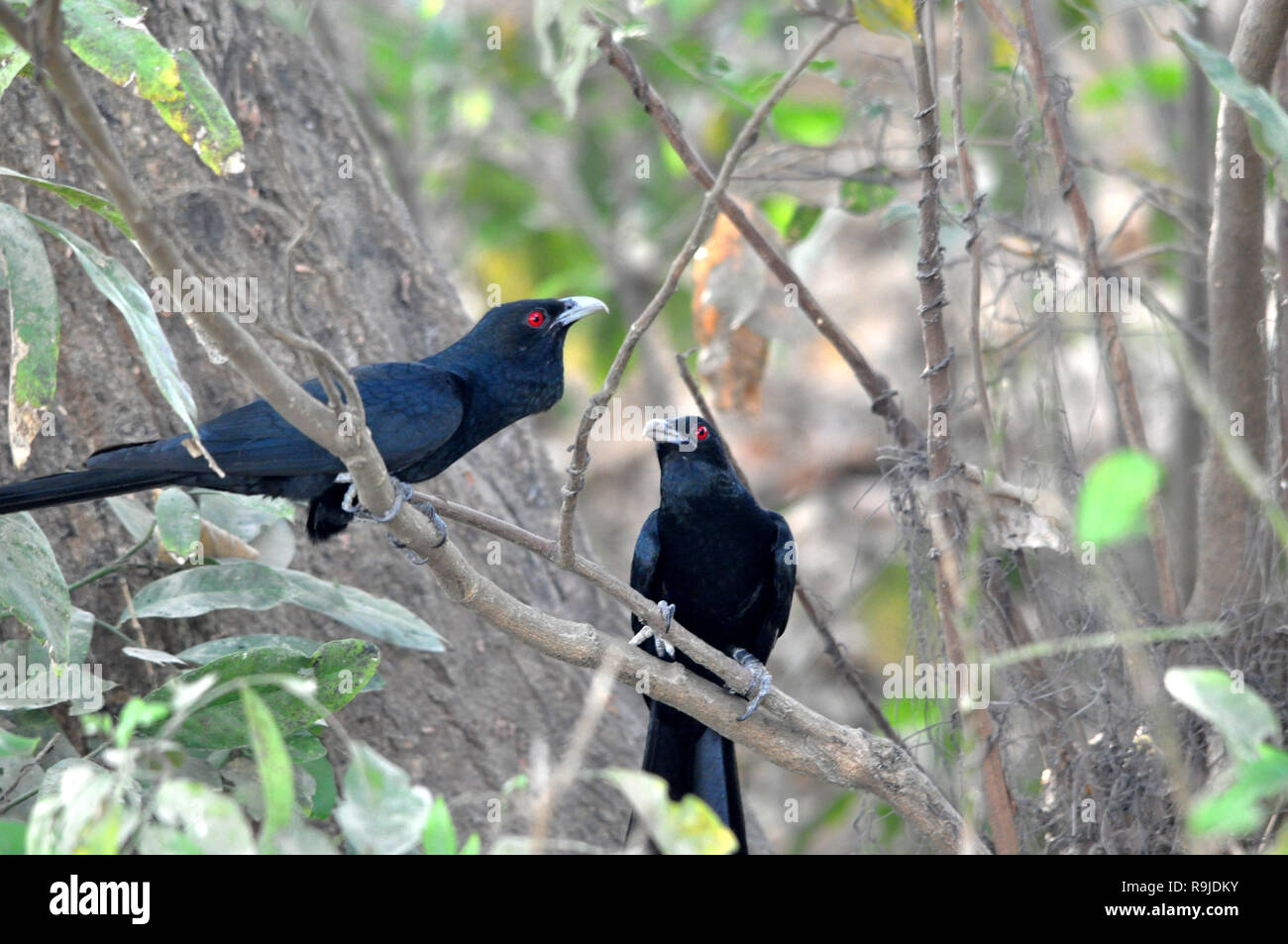 Male koel hi-res stock photography and images - Alamy