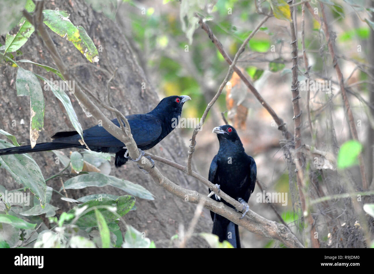 Male asian koel hi-res stock photography and images - Alamy