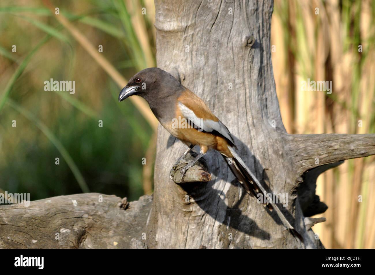 The rufous treepie a native bird of india Stock Photo - Alamy