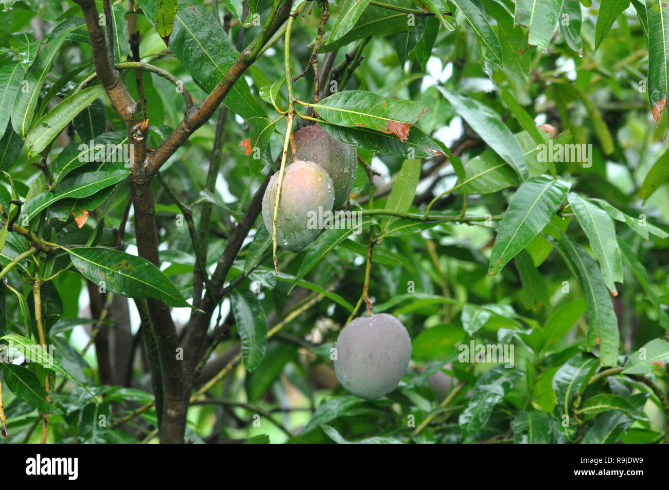 The indian fruit Purple mango on branch Stock Photo - Alamy