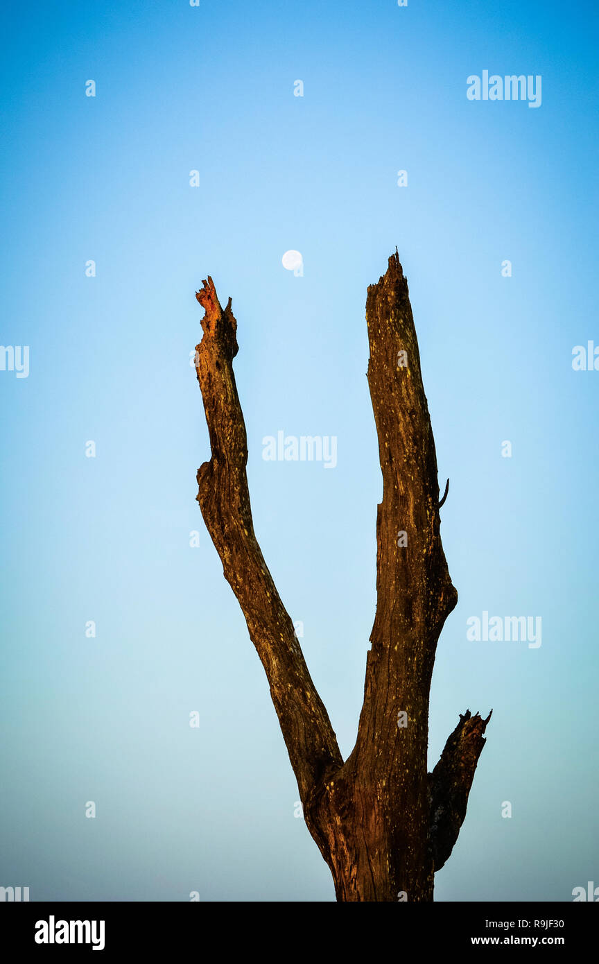 branch of dead tree on blue sky and small moon background Stock Photo ...