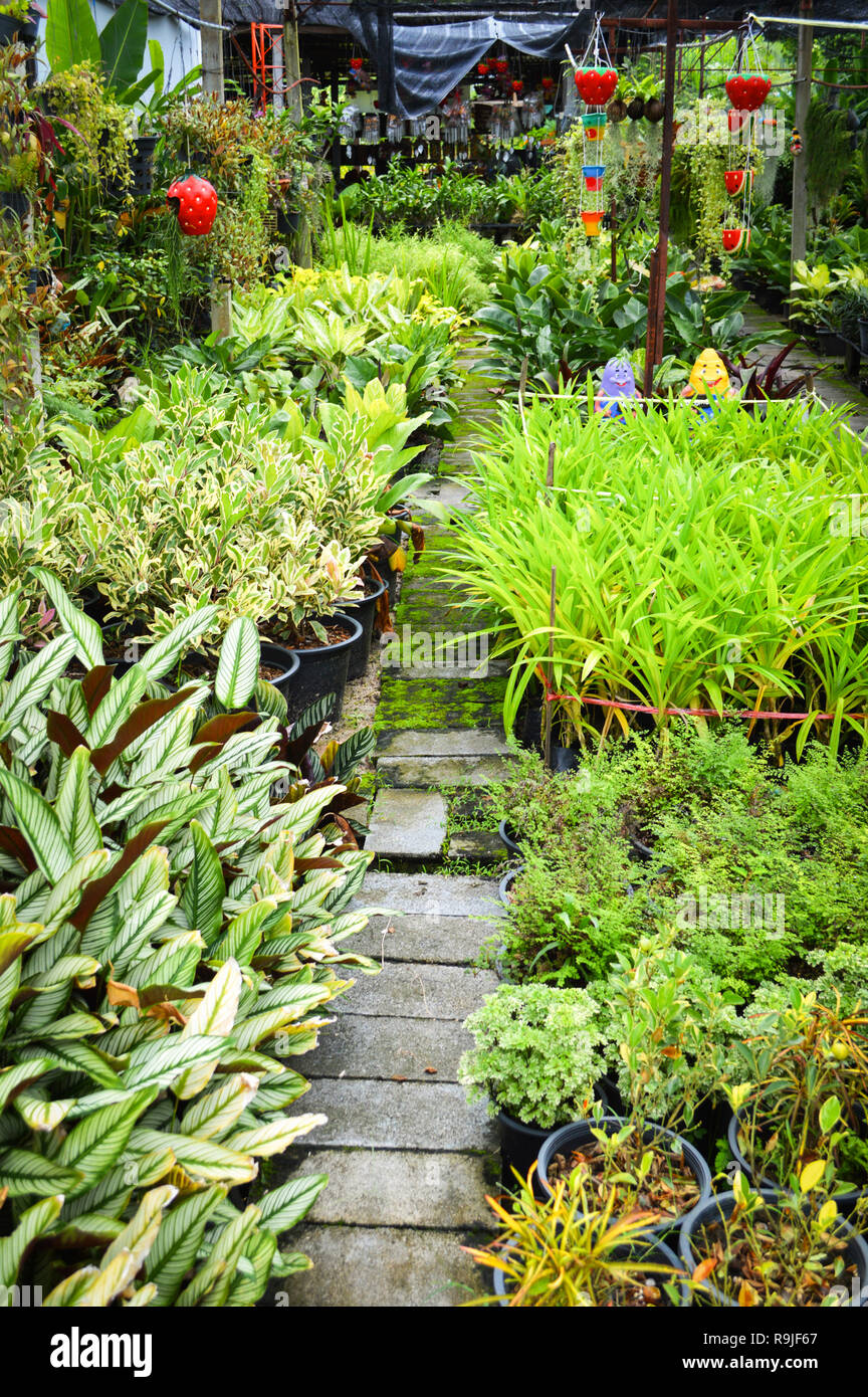 The green garden with plant and trees nature background Stock Photo - Alamy