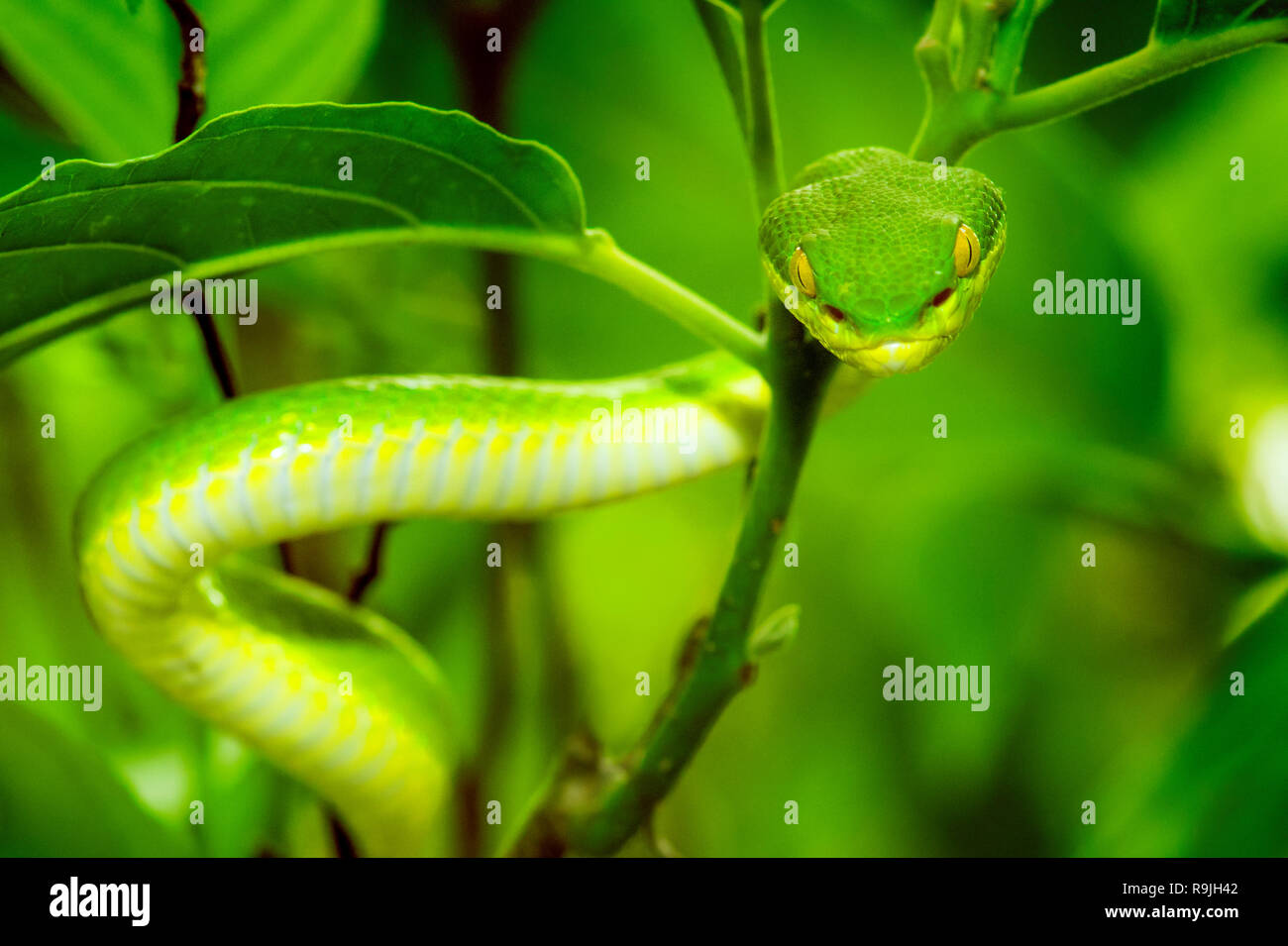 A venomous green snake (Trimeresurus stejnegeri Stock Photo - Alamy