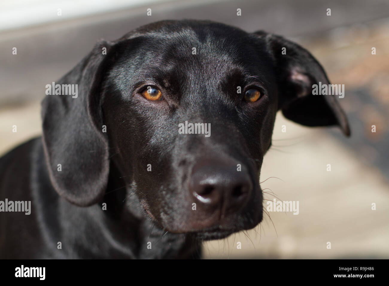 Labrador puppy yellow chocolate black hi-res stock photography and ...