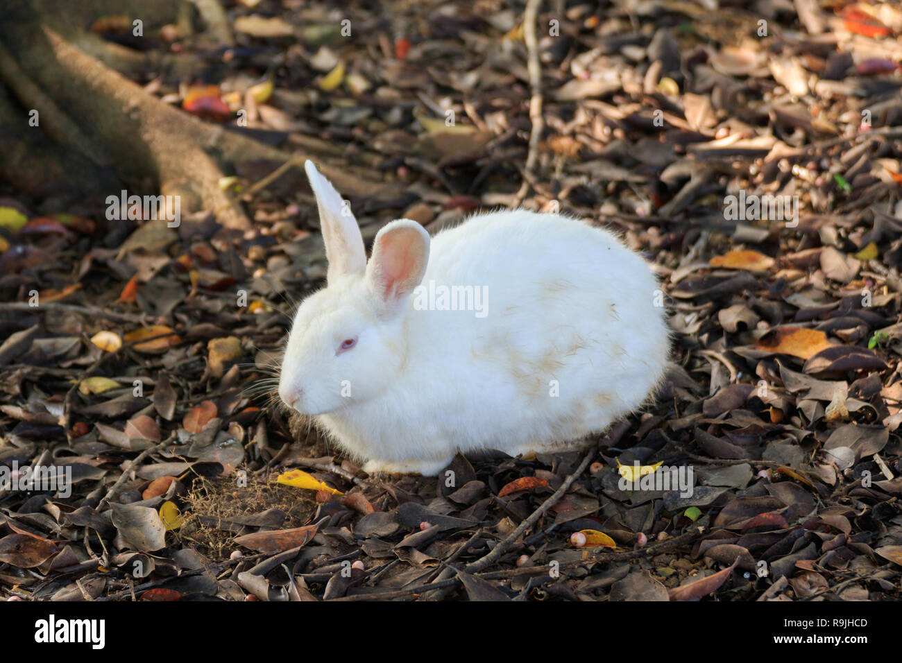 A white rabbit (bunny) in the wild during fall with blown dry leaves in ...