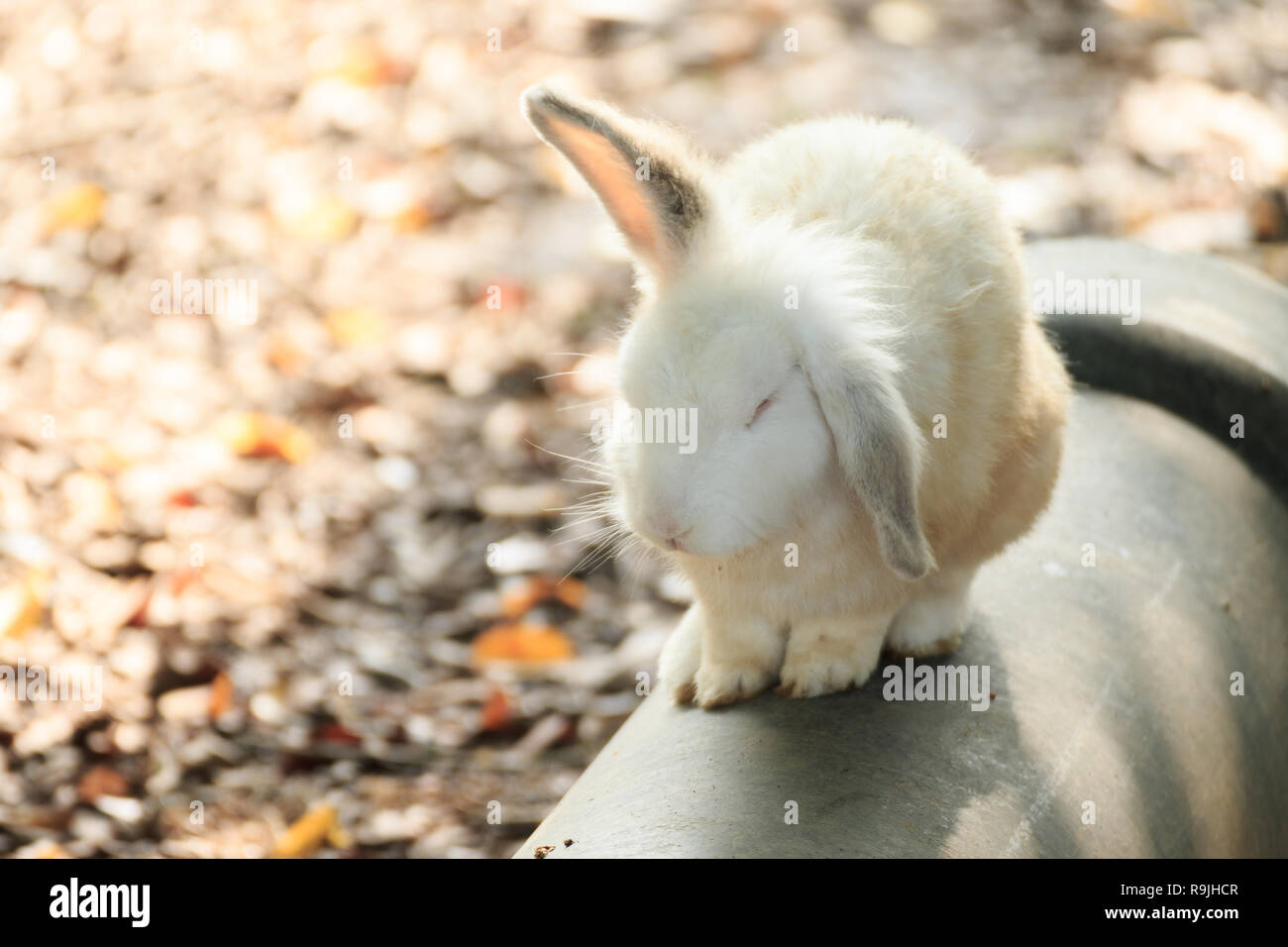 A white rabbit (bunny) in the wild during fall with blown dry leaves in ...