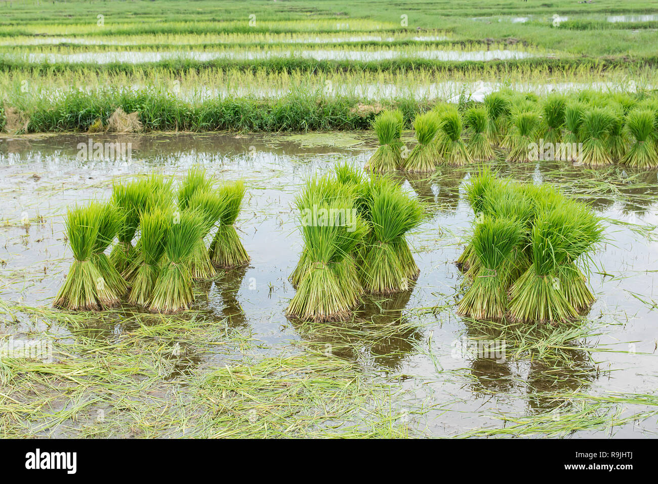 Rice seedlings are ready for planting. Rice agriculture preparation ...