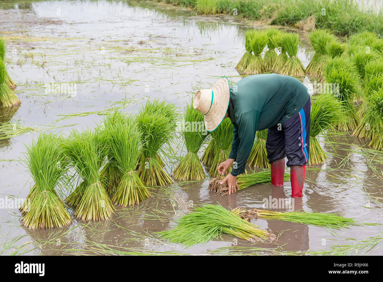 Asia farmers are withdrawn seedlings of rice. planting of the rice ...