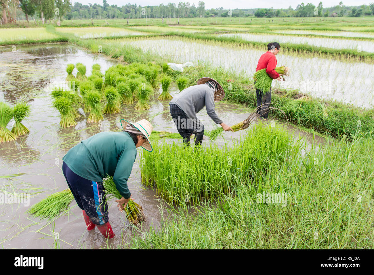 Asia farmers are withdrawn seedlings of rice. planting of the rice ...