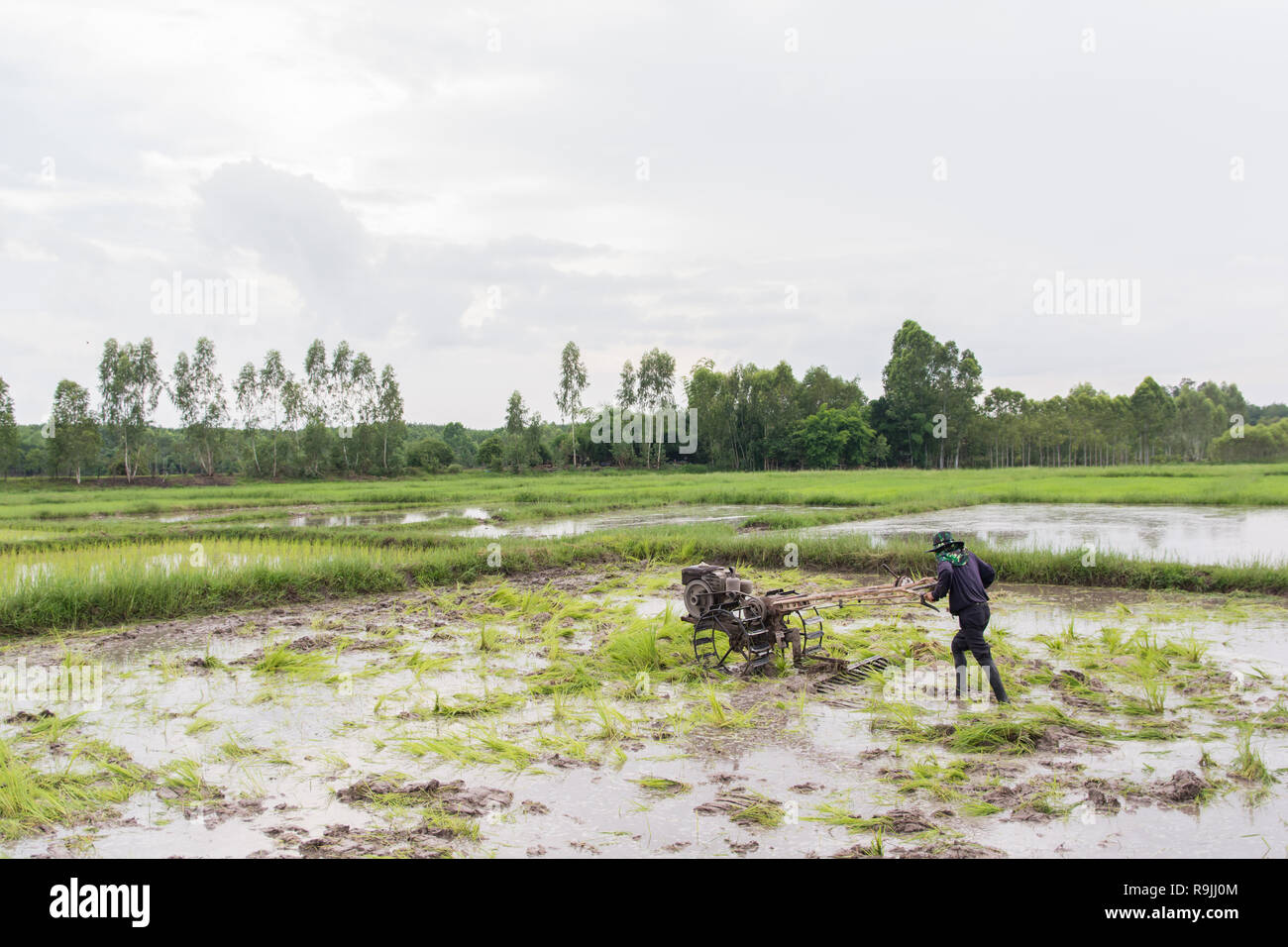 plows machine - Farmer using walking tractor plowing in rice field to ...