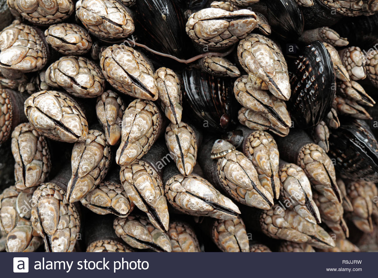 Gooseneck Barnacles Pacific Stock Photos & Gooseneck Barnacles Pacific ...