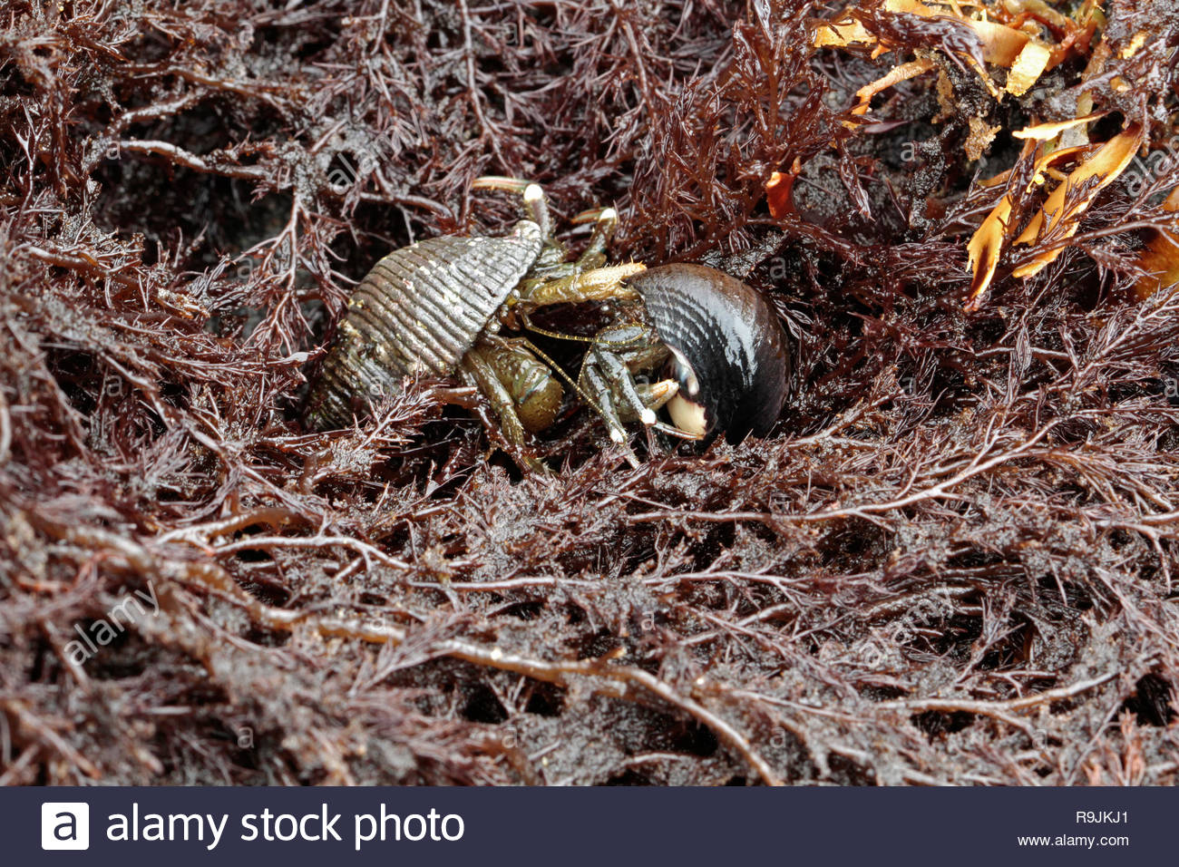 Marine Algae High Resolution Stock Photography and Images - Alamy
