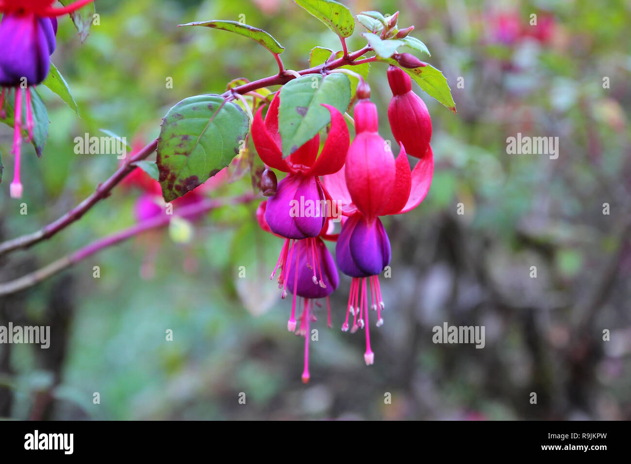 Red and purple fuchsia hi-res stock photography and images - Alamy
