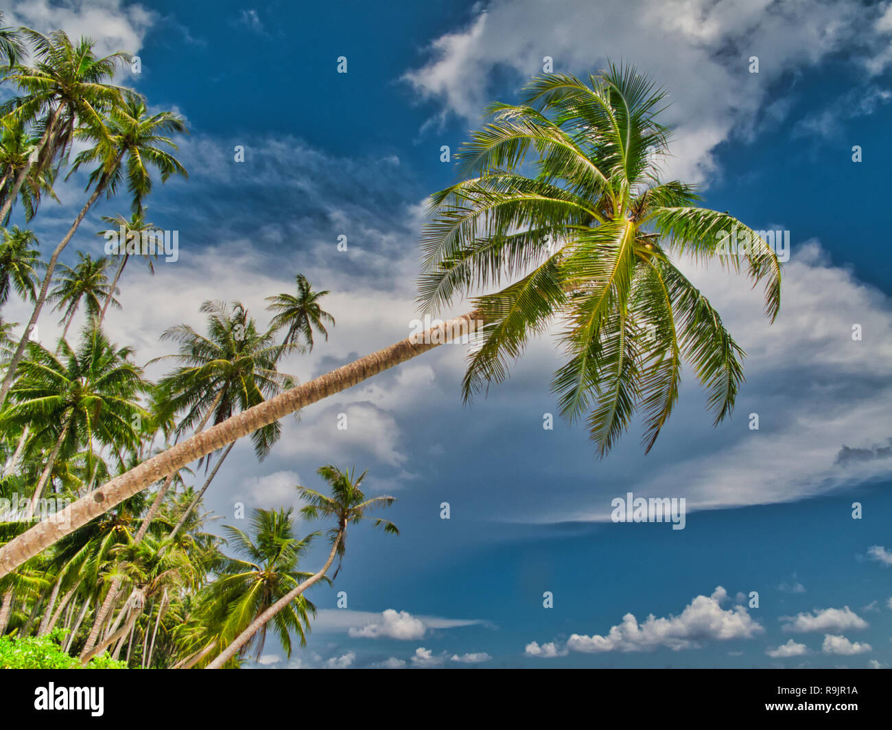 Canopy of palm trees hi-res stock photography and images - Alamy