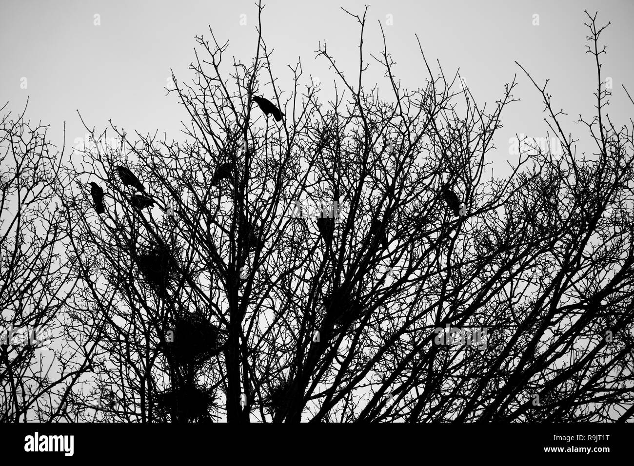 Silhouette of crows roosting in tree with the remnants of the previous ...