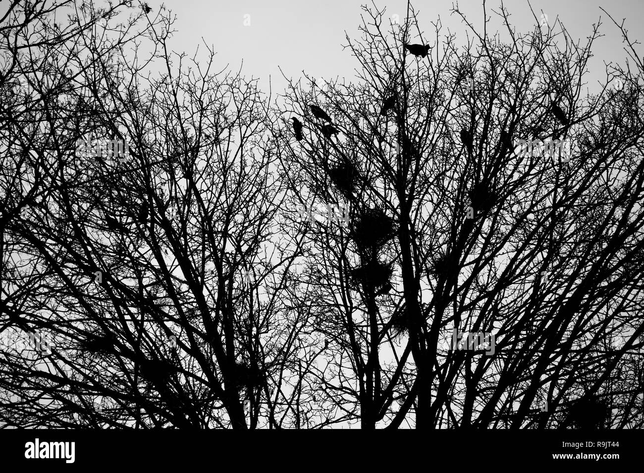 Silhouette of crows roosting in tree with the remnants of the previous ...