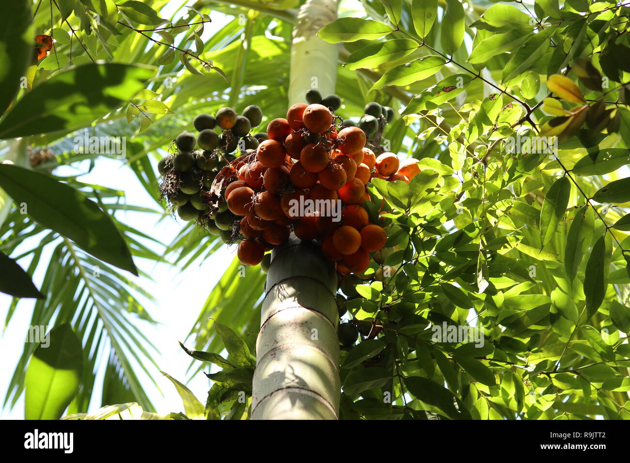 Red palm tree Stock Photo - Alamy