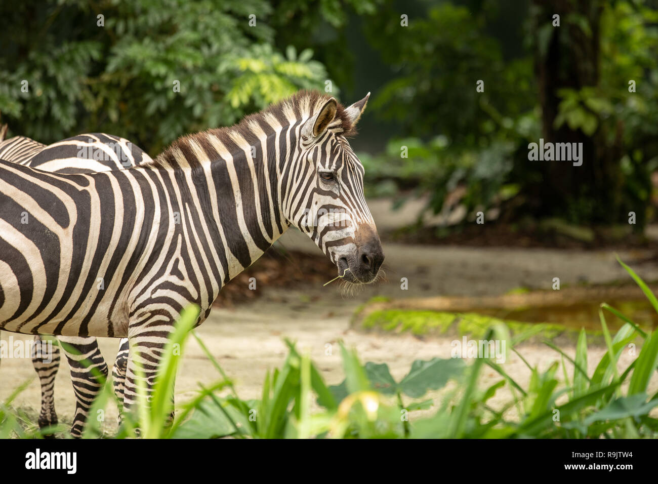 The Common Zebra, aka Plains Zebra, Equus quagga Stock Photo - Alamy