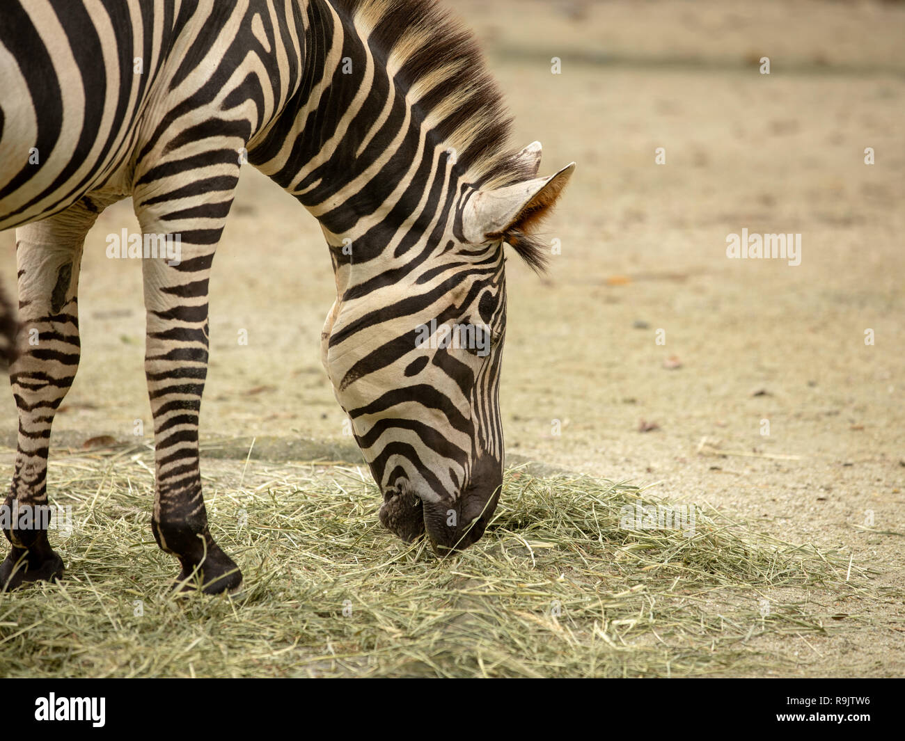 The Common Zebra, aka Plains Zebra, Equus quagga, eating hay Stock ...