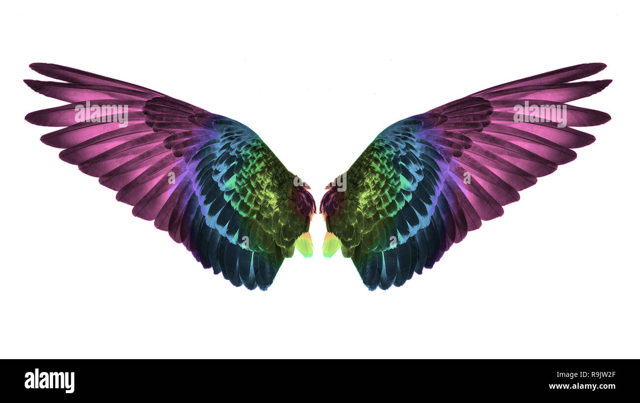 Goose angel wing hi-res stock photography and images - Alamy