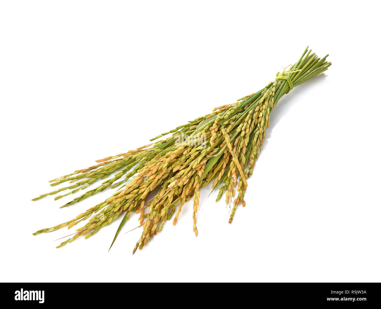 ear of rice on white background Stock Photo - Alamy