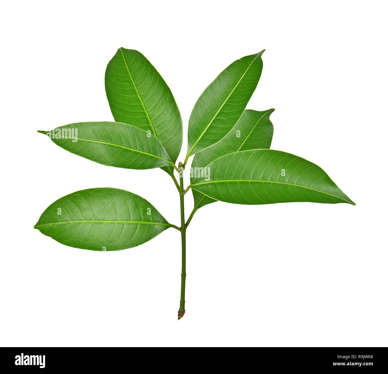 Young mango leaves Cut Out Stock Images & Pictures - Alamy
