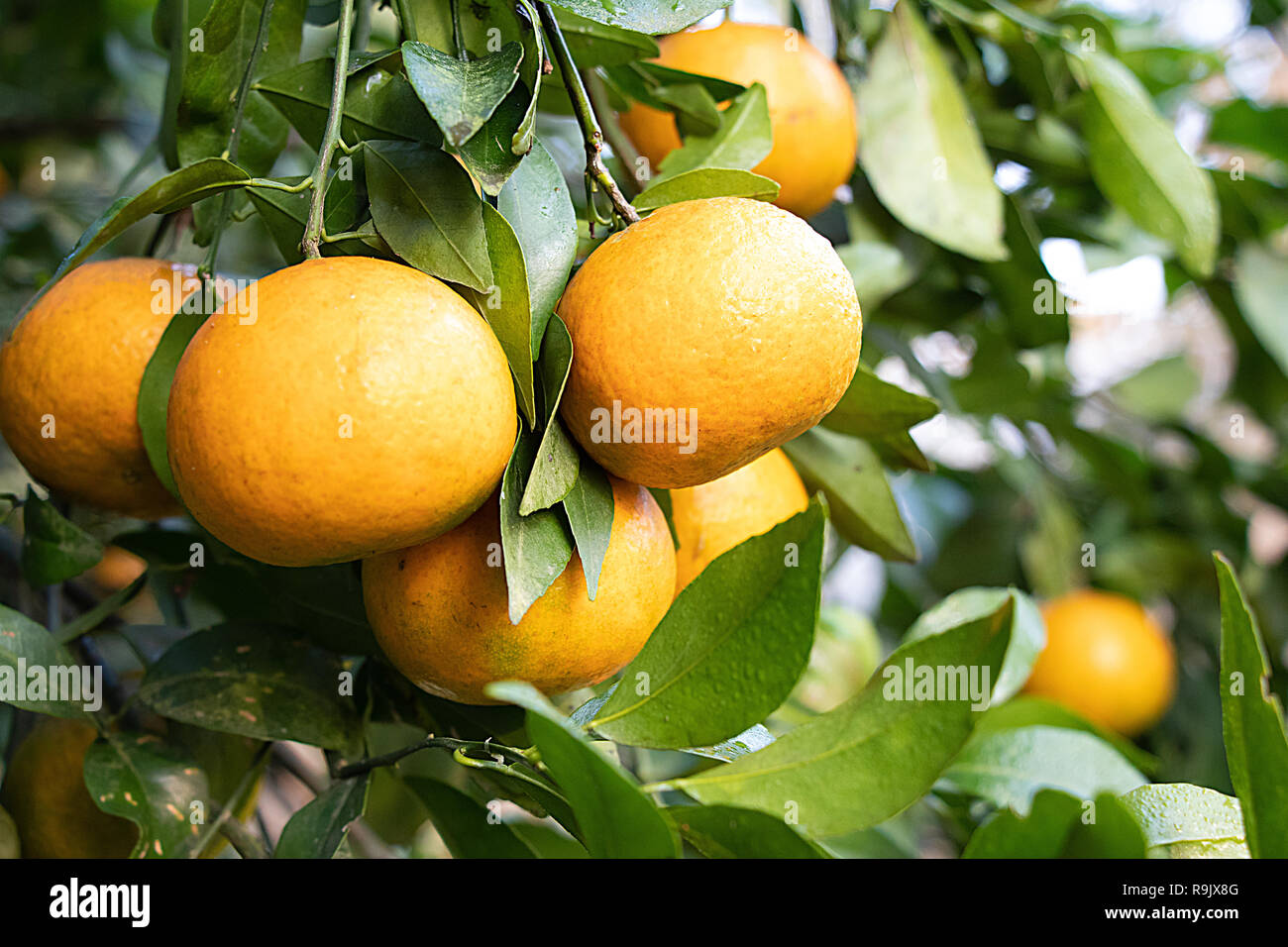 Orange growing on tree, ready for eating, with background of leafs and ...