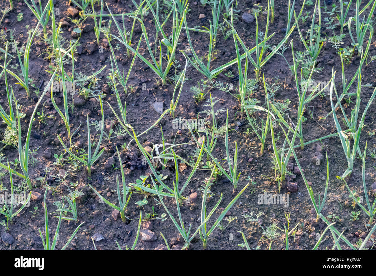 Onion farming, gowing in farmland Stock Photo - Alamy