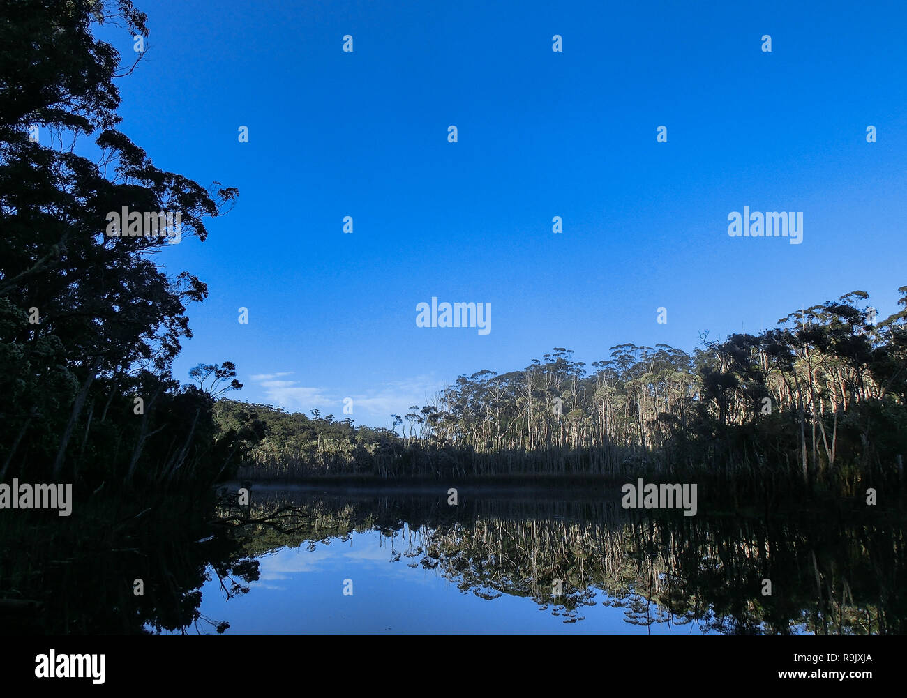 Lake in the middle of the forrest, New South Wales, Australia Stock ...