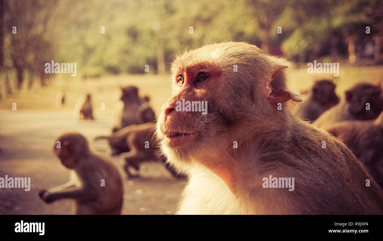 Monkey cute / Portrait of macaque monkey group live in Asia Stock Photo ...