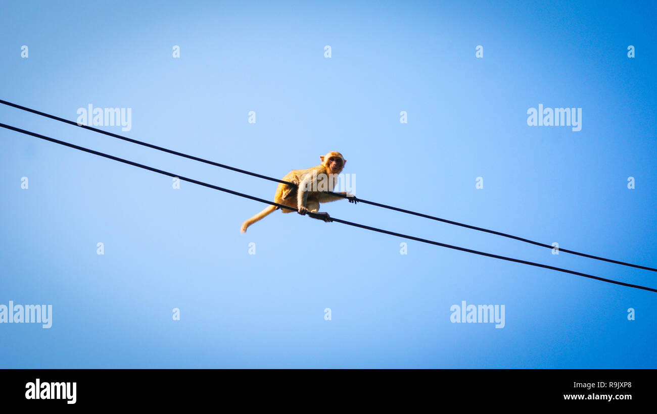 Monkey on the wires blue sky background Stock Photo - Alamy