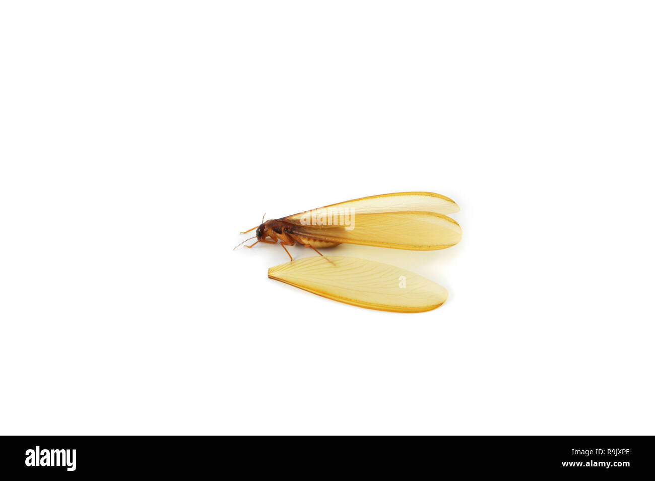 Mayfly shadfly isolated on white background / Wings of insects Stock ...