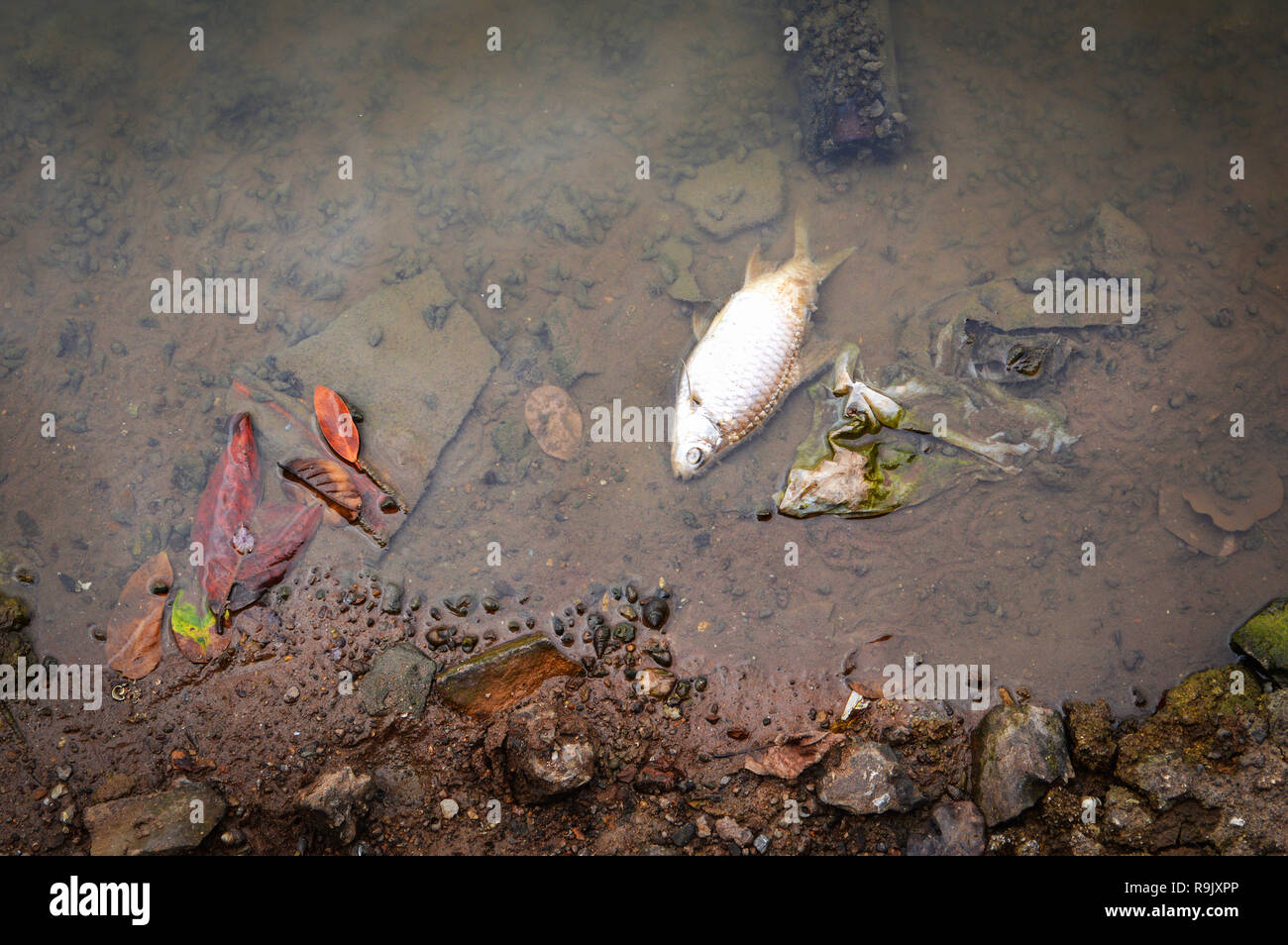 Dead fish floating hi-res stock photography and images - Alamy
