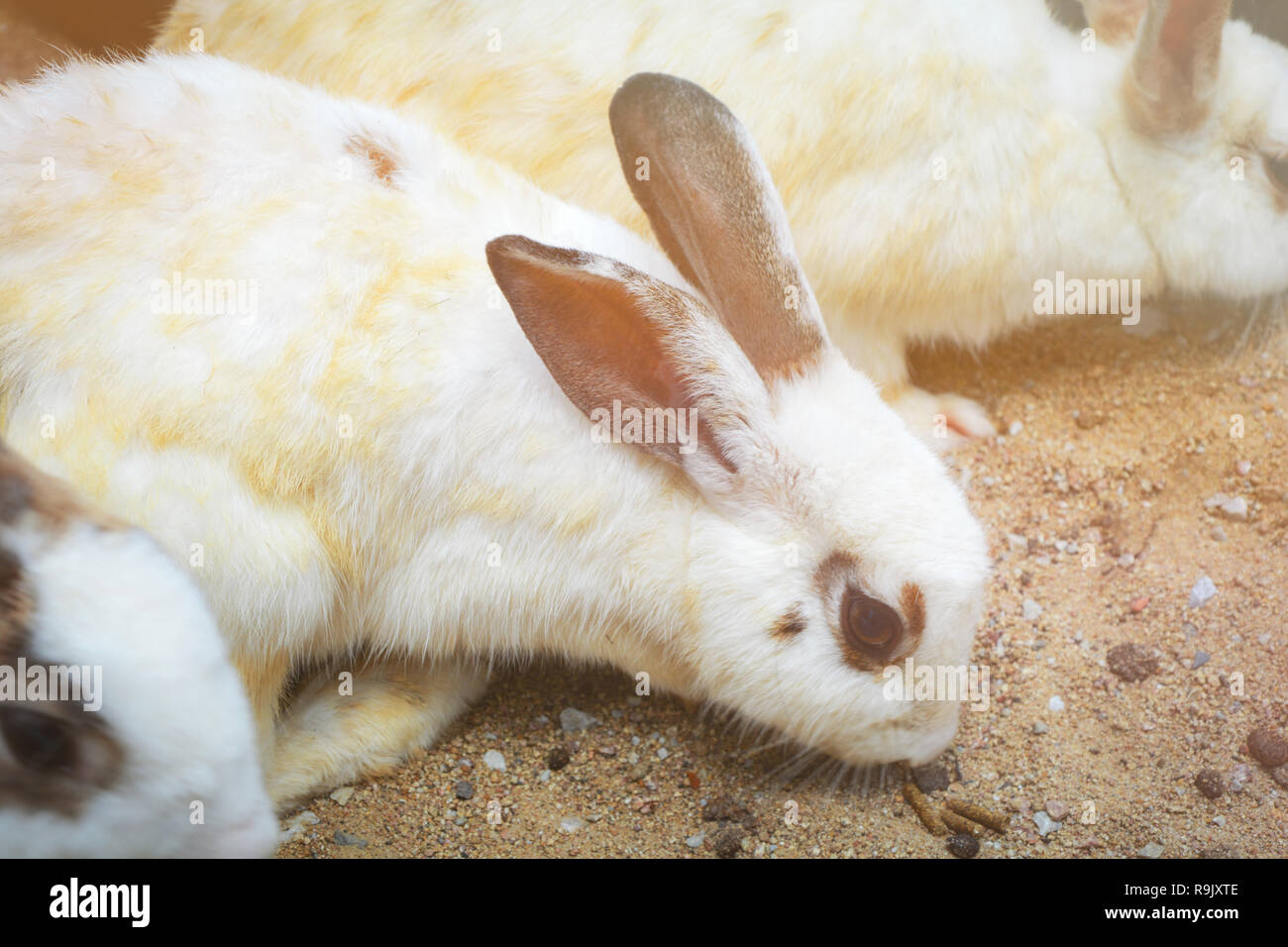 White Rabbit Eating at farm / Rabbit animal pets Stock Photo - Alamy