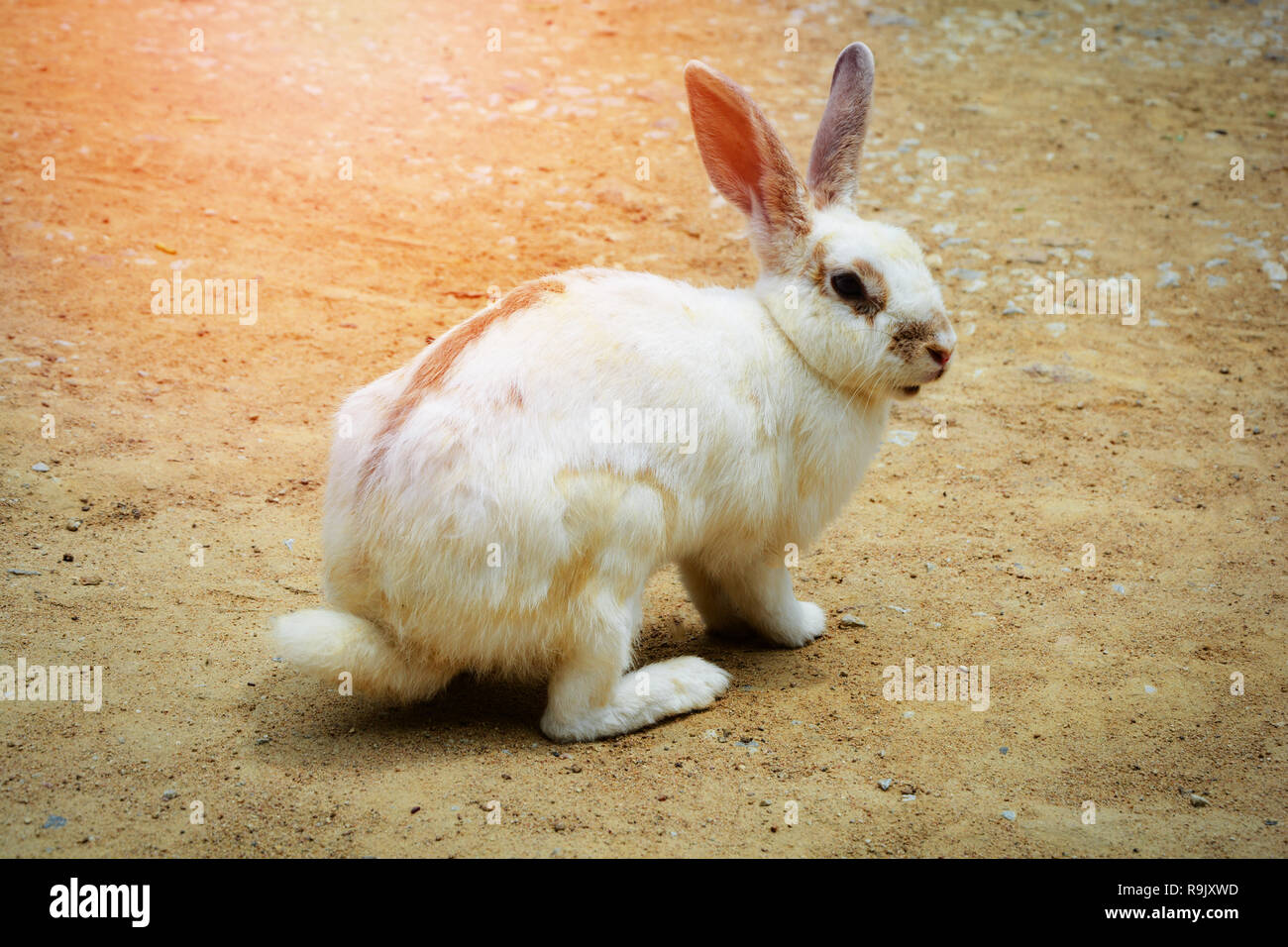 White Rabbit sit on the floor at farm / Rabbit animal pets Stock Photo ...