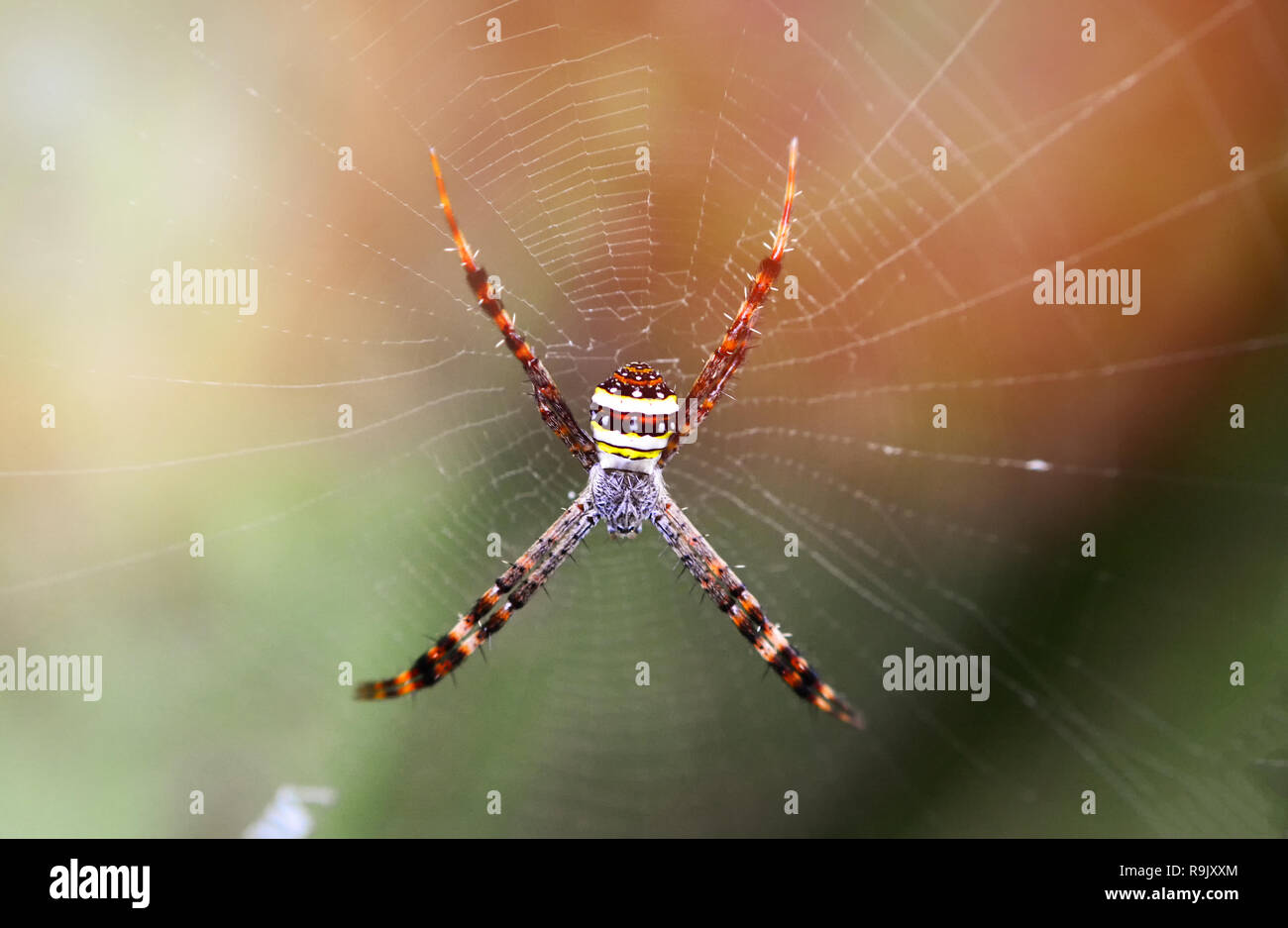 Colorful of Spider on the spider web in nature background - Macro ...