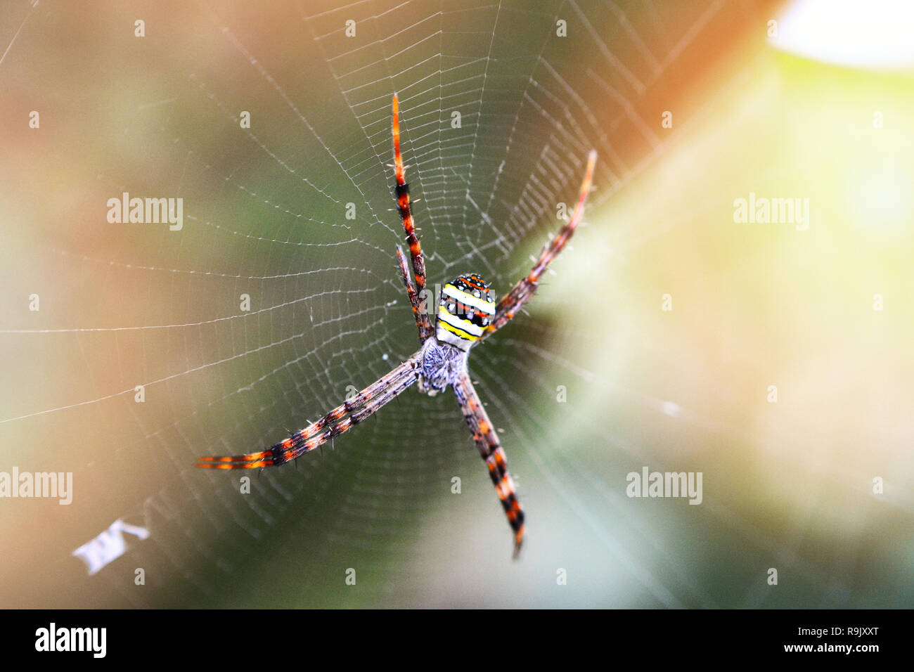 Colorful of Spider on the spider web in nature background - Macro ...