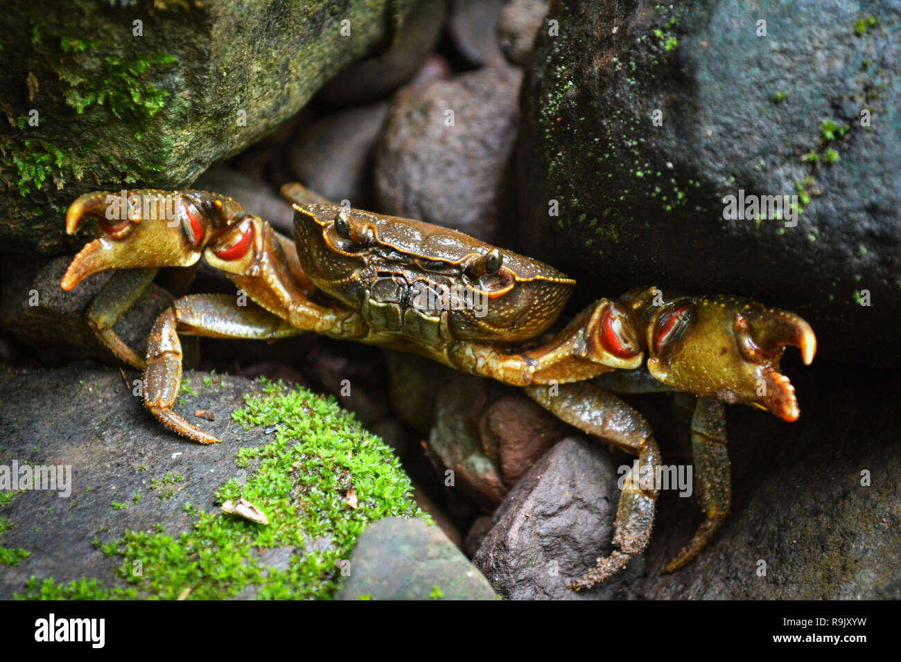 Crab show claw in nature forest / Spiny rock crab / crab living among ...