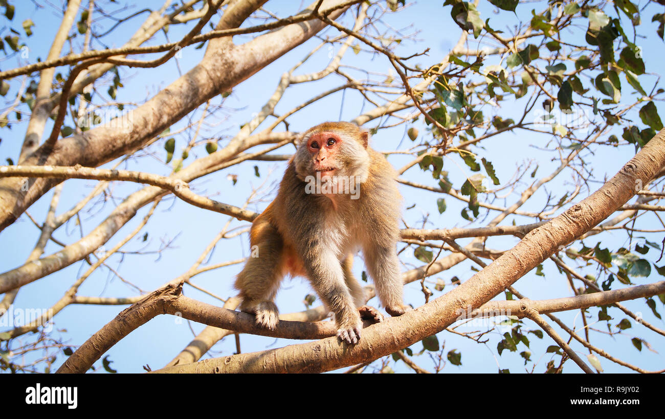 monkey on tree / beautiful male monkey looking for food on the tree ...