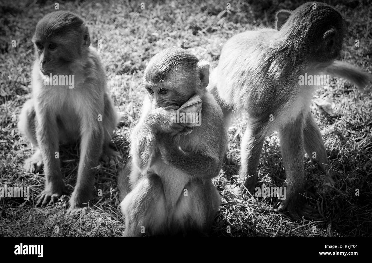 Family of Monkey eating banana in the animal farm - Macaca fascicularis ...