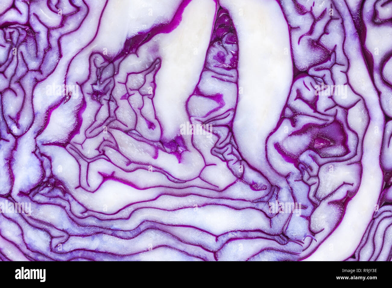 Red cabbage close-up. The texture of the cut cabbage, vegetable Stock ...